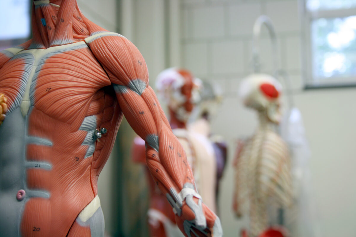 What Are The 11 Human Body Systems CyberTex